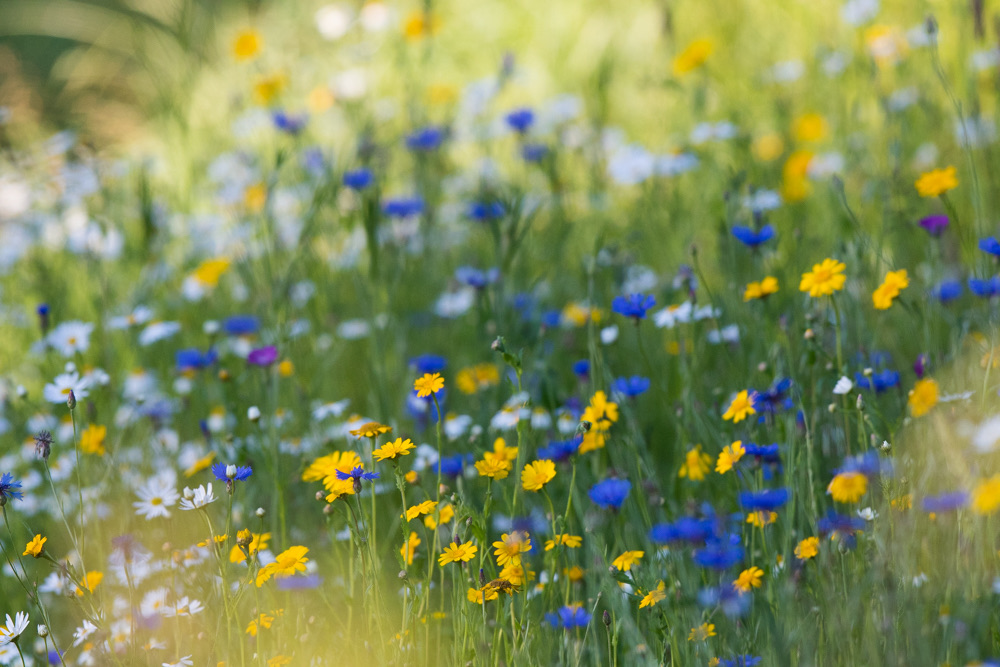 Rotary Club Barchem initieert weidebloemenproject voor de bijen – Mooi ...